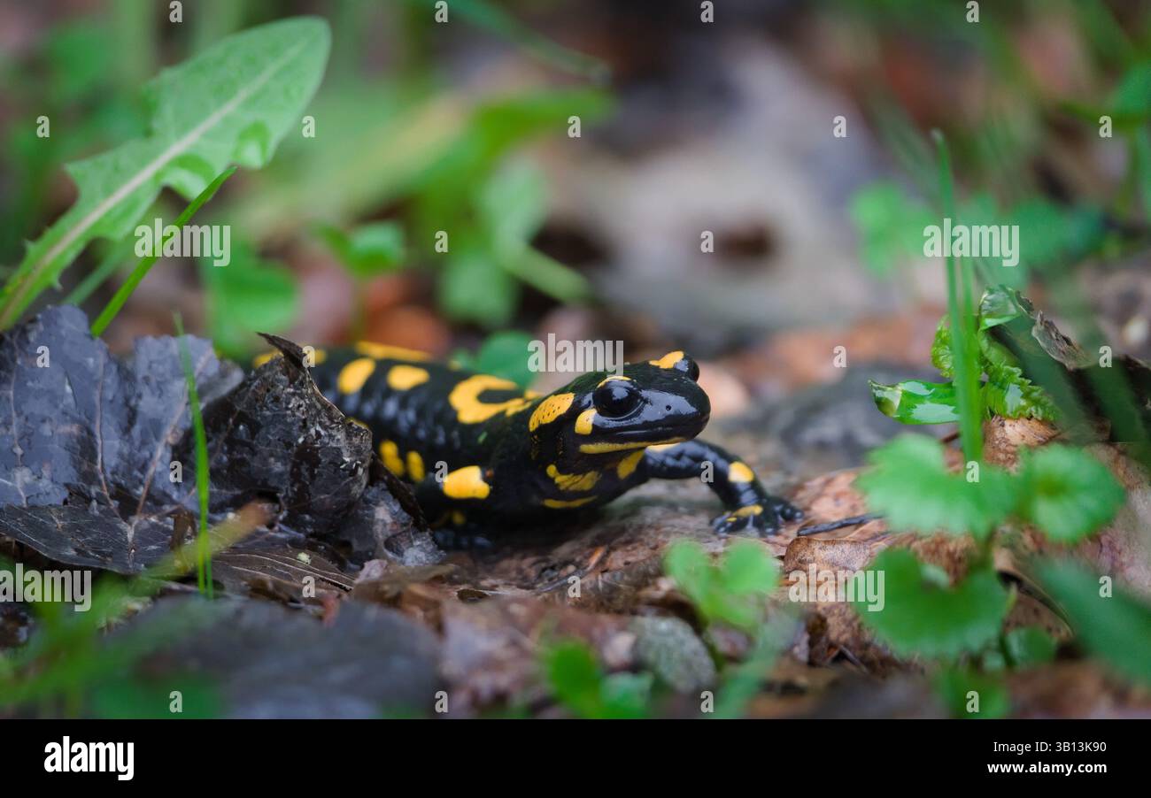 Rare spotted amphibian Salamandra salamandra aka fire salamander is ...