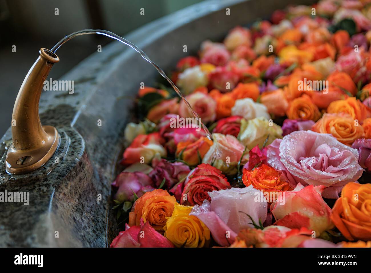 Colorful roses cover the water of a fountain in the city Old Town for ...