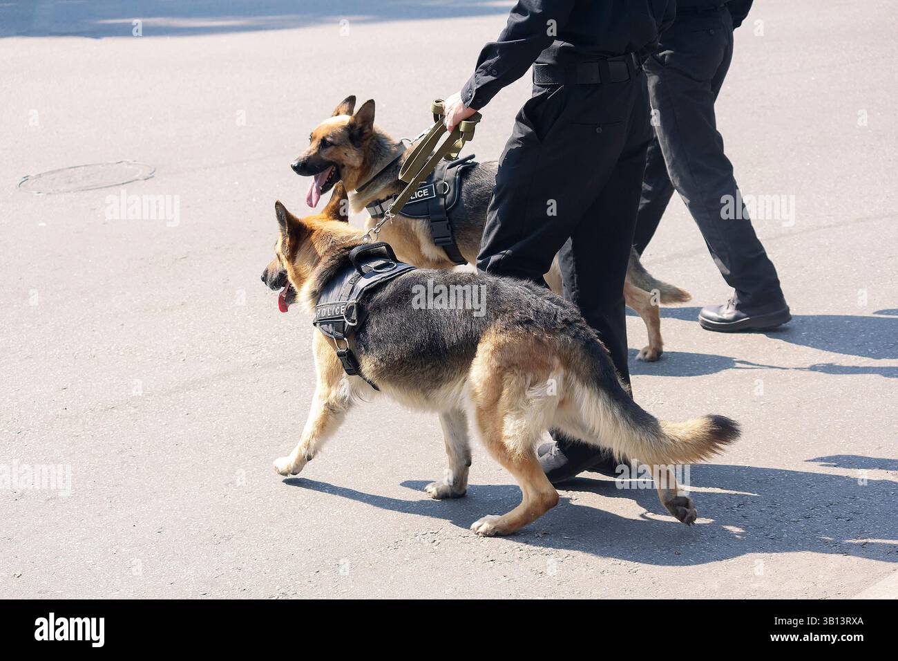 Police German shepherds on the service and officers. Dogs Stock Photo ...