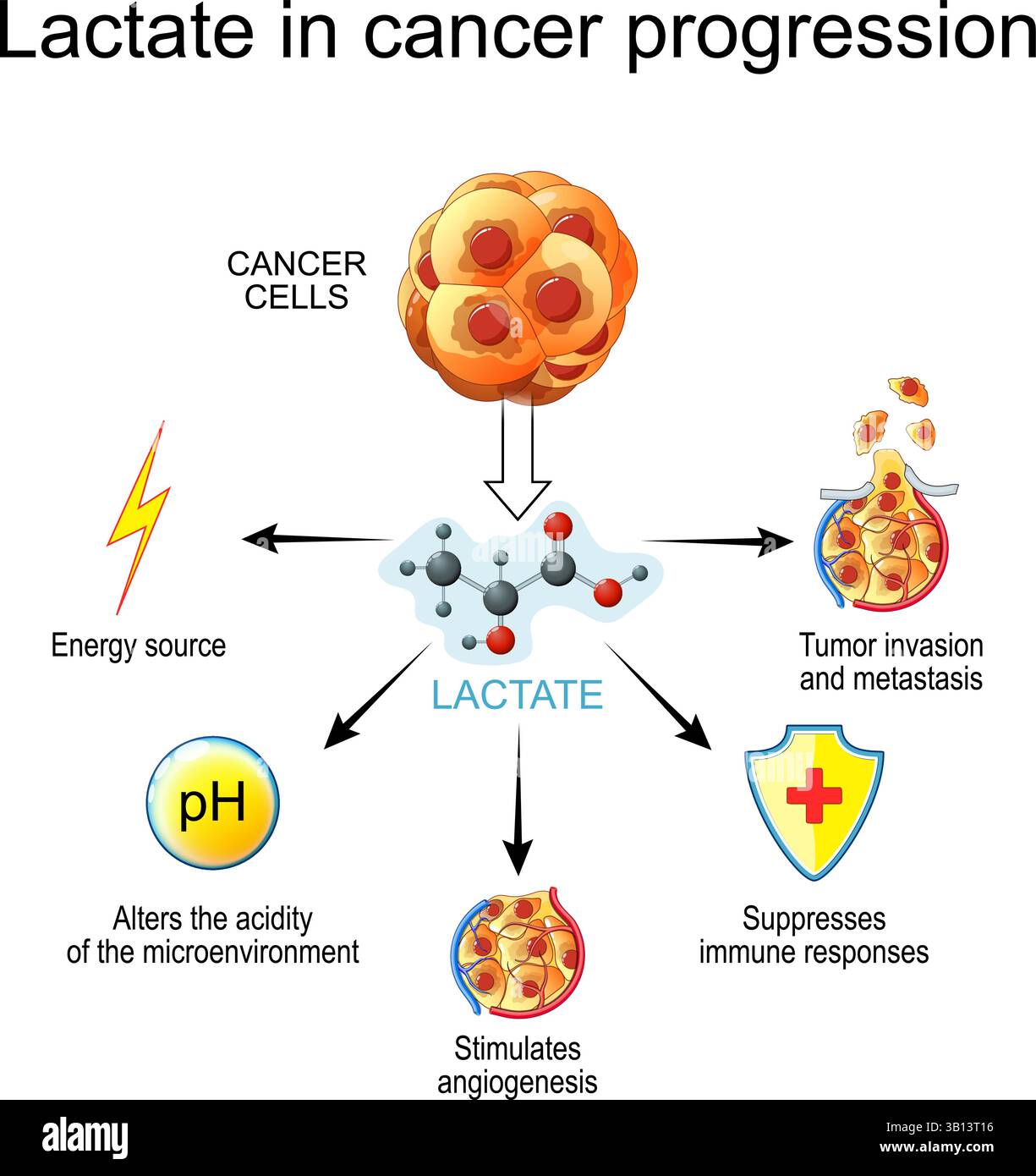 Metabolic changes Stock Vector Images - Alamy