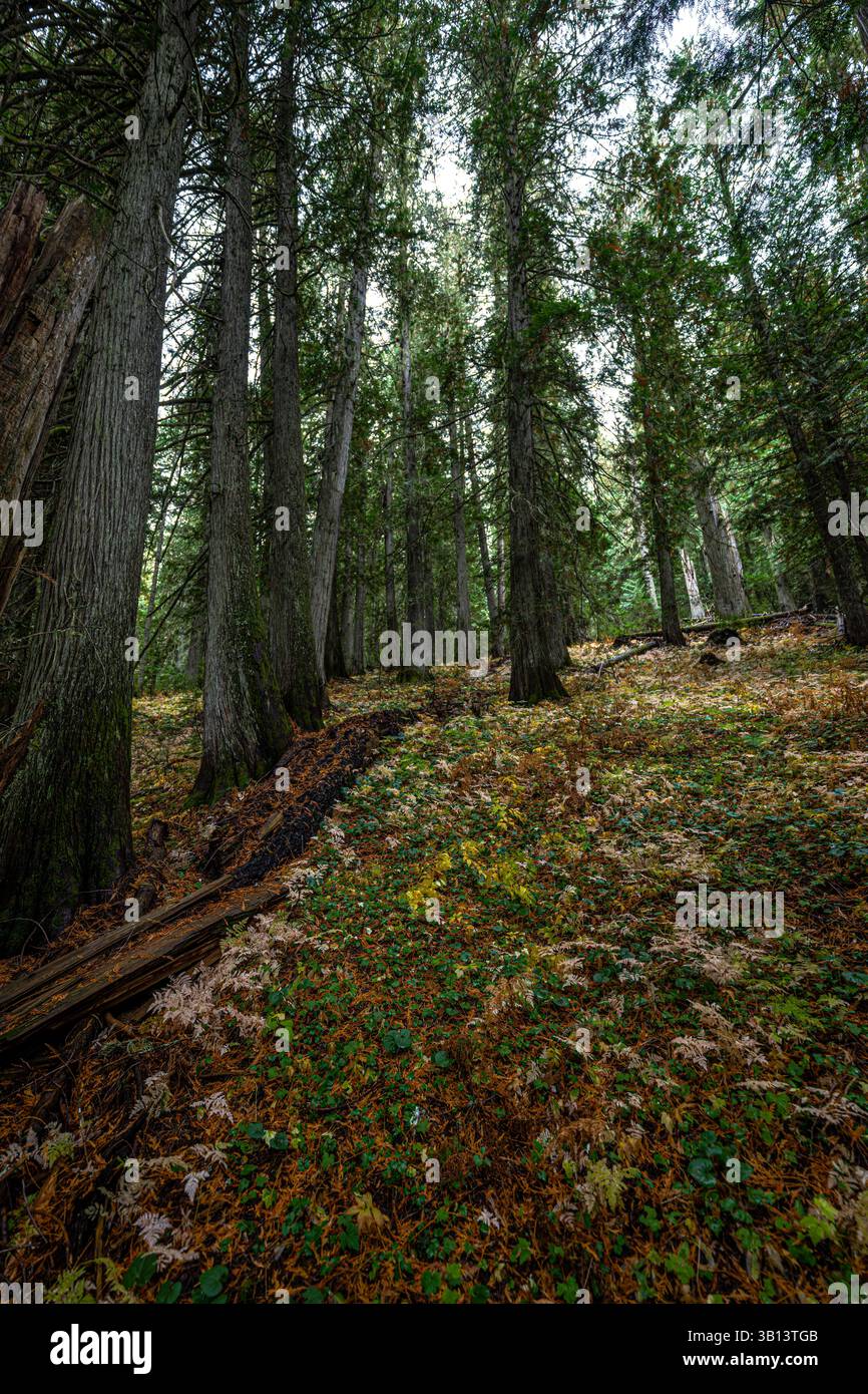 Hobo Cedar Grove Botanical Area with Western Red Cedar (Thuja plicata ...