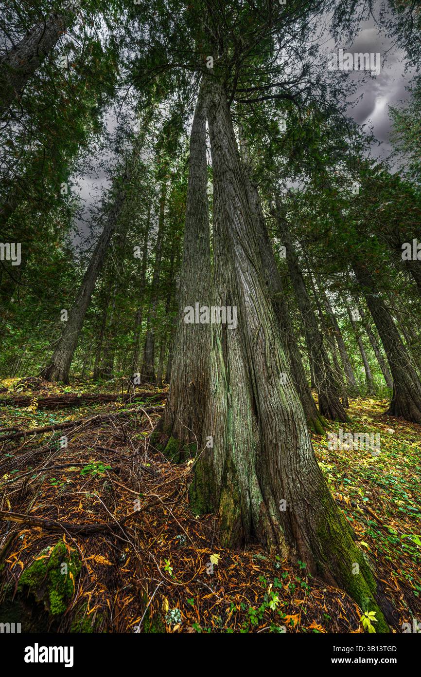 Hobo Cedar Grove Botanical Area with Western Red Cedar (Thuja plicata ...