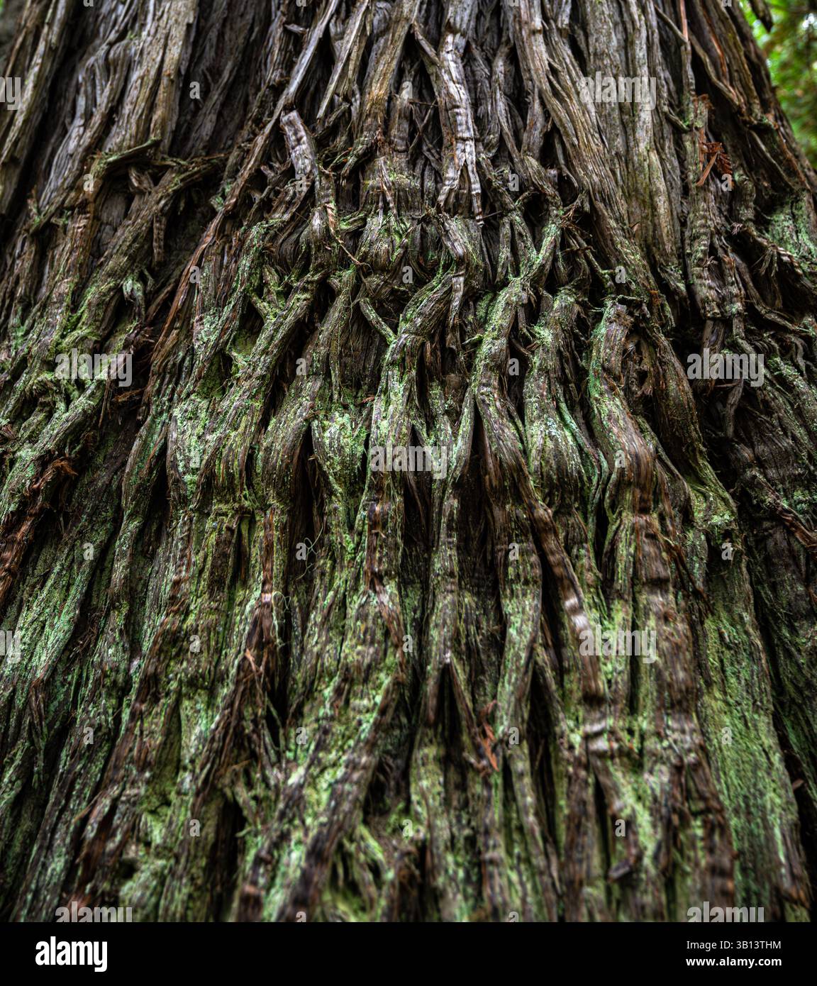 Hobo Cedar Grove Botanical Area with Western Red Cedar (Thuja plicata ...