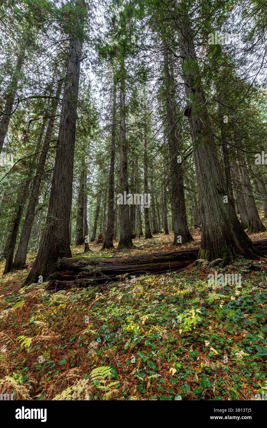Hobo Cedar Grove Botanical Area with Western Red Cedar (Thuja plicata ...