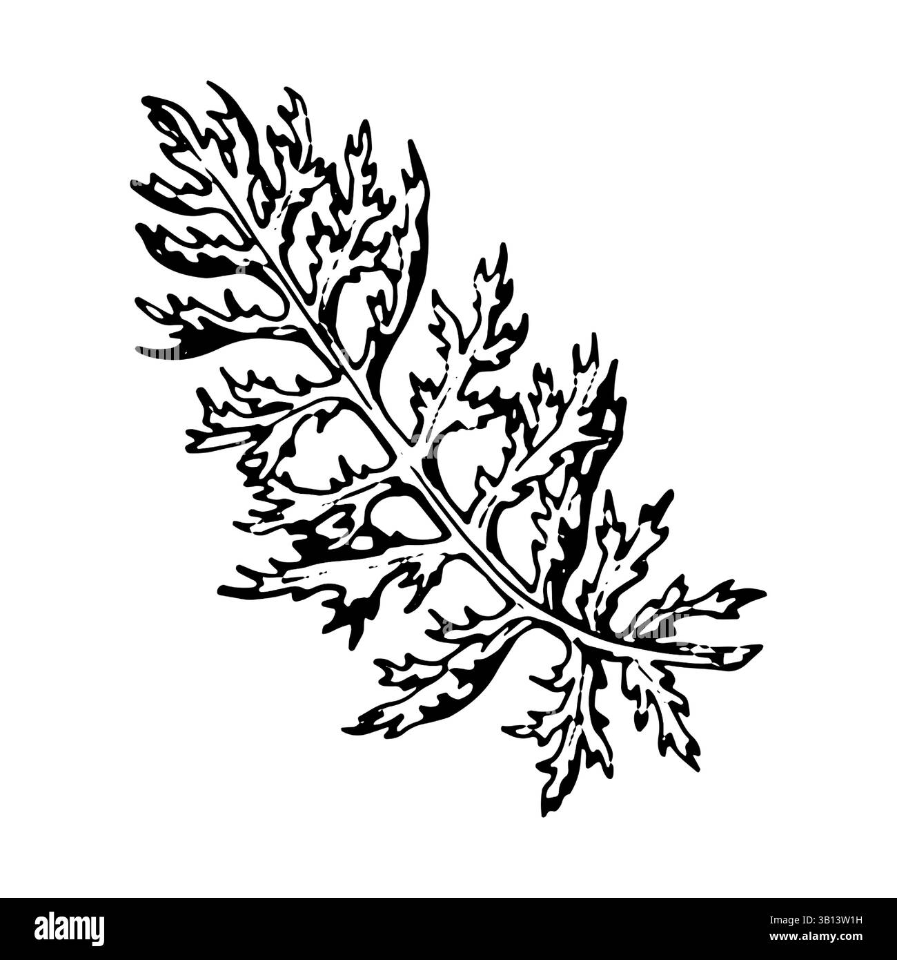 Botanical form Black and White Stock Photos & Images - Alamy