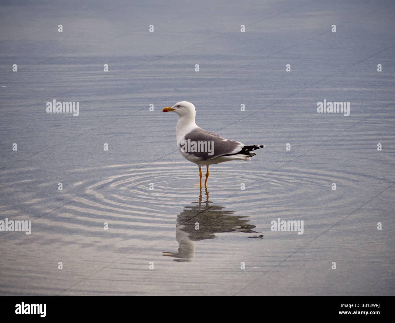 A lone seagull stands in shallow water, creating ripples around its ...