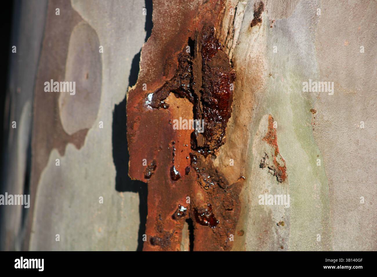 Tree sap on pine tree hi-res stock photography and images - Alamy