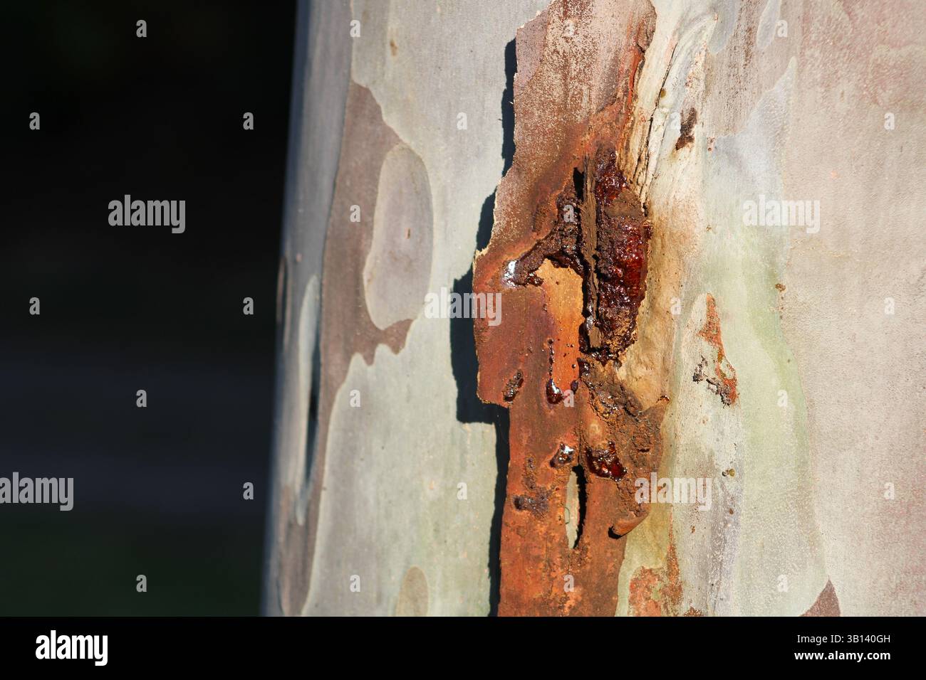 Sap trickling from tree hi-res stock photography and images - Alamy