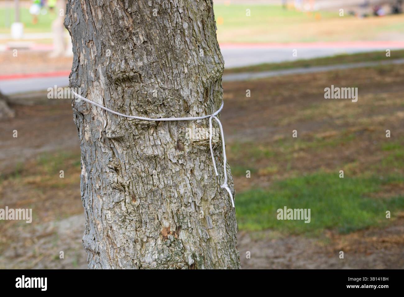 white shoelace tied around tree trunk Stock Photo - Alamy