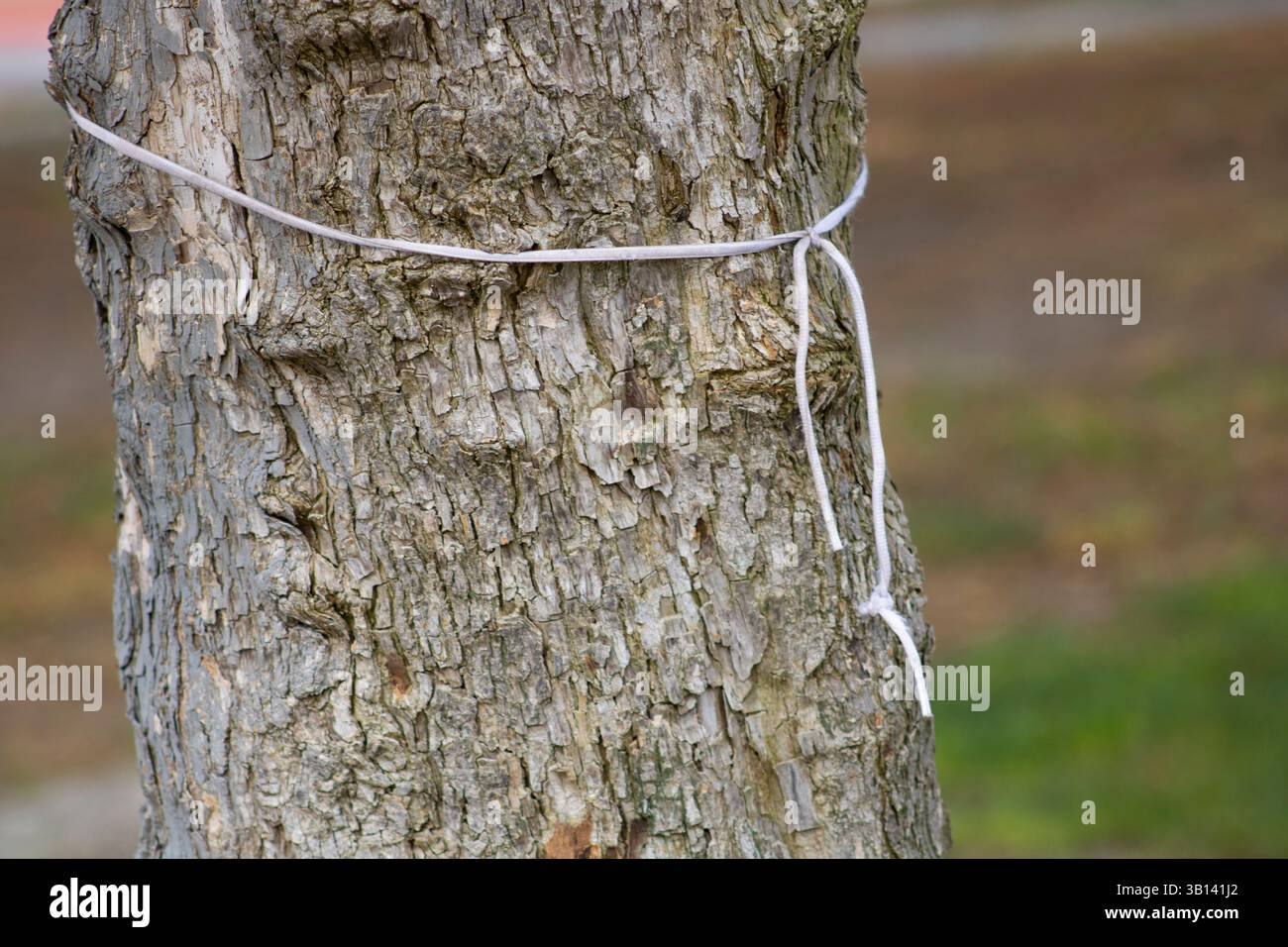 Trunk installation hi-res stock photography and images - Alamy