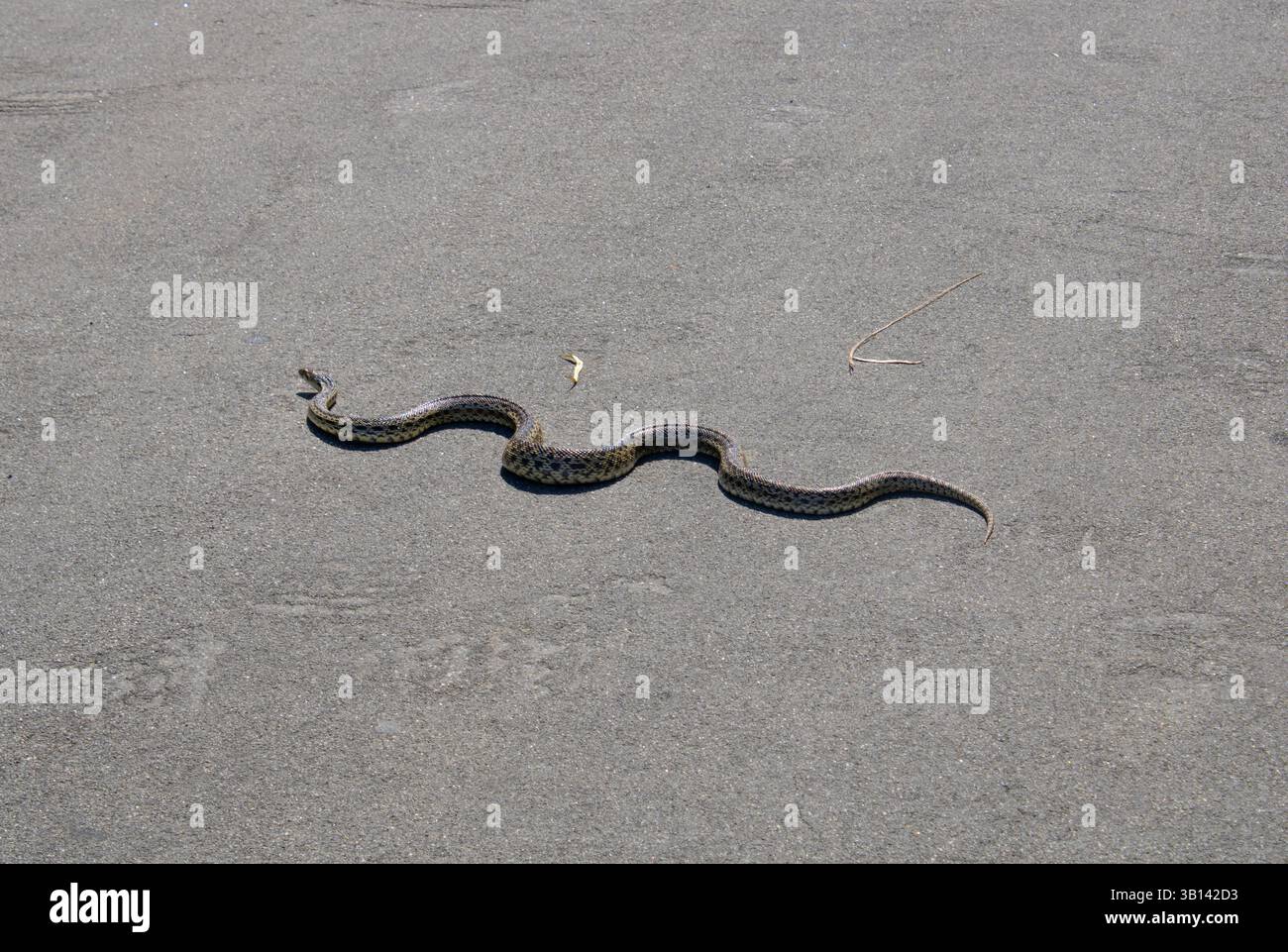 rattlesnake slithering along pavement road Stock Photo - Alamy