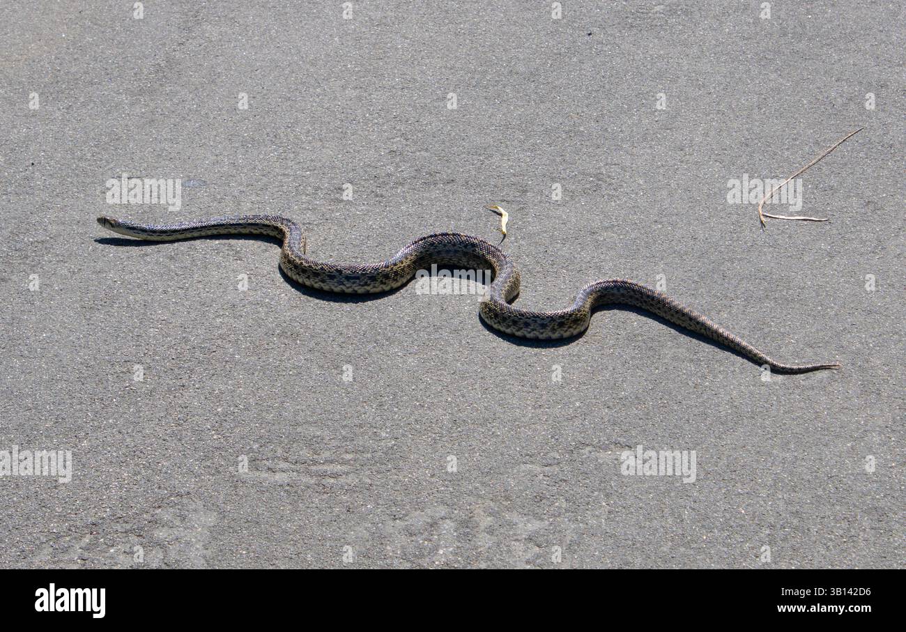 Western diamondback rattlesnake slithering along hi-res stock ...