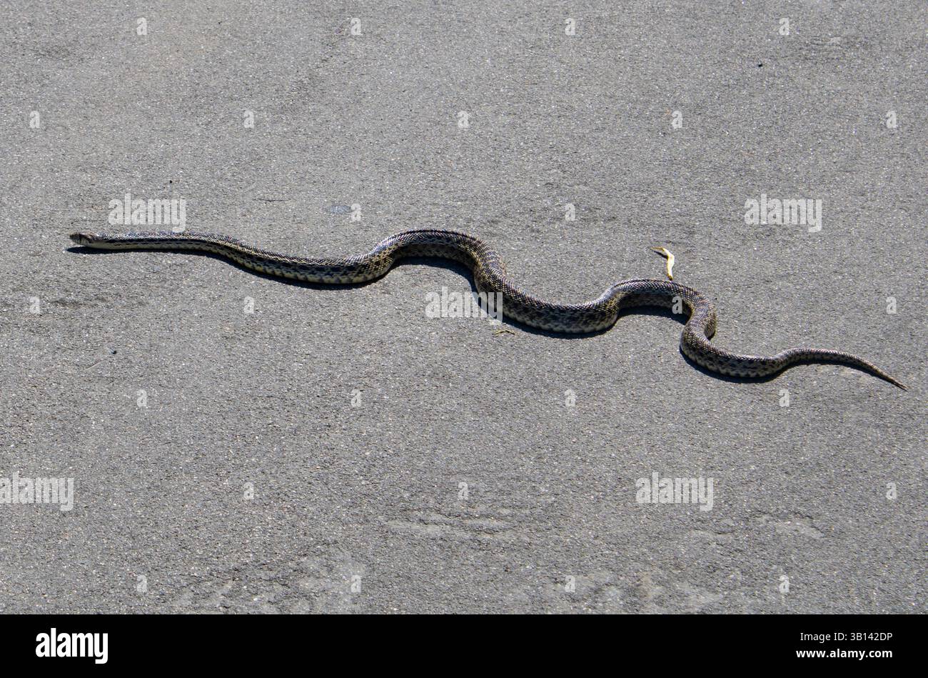 rattlesnake slithering along pavement road Stock Photo - Alamy