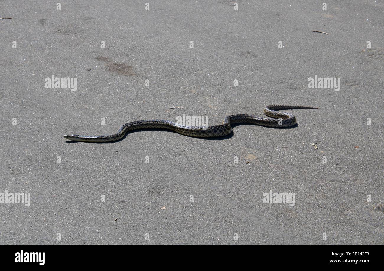 rattlesnake slithering along pavement road Stock Photo - Alamy