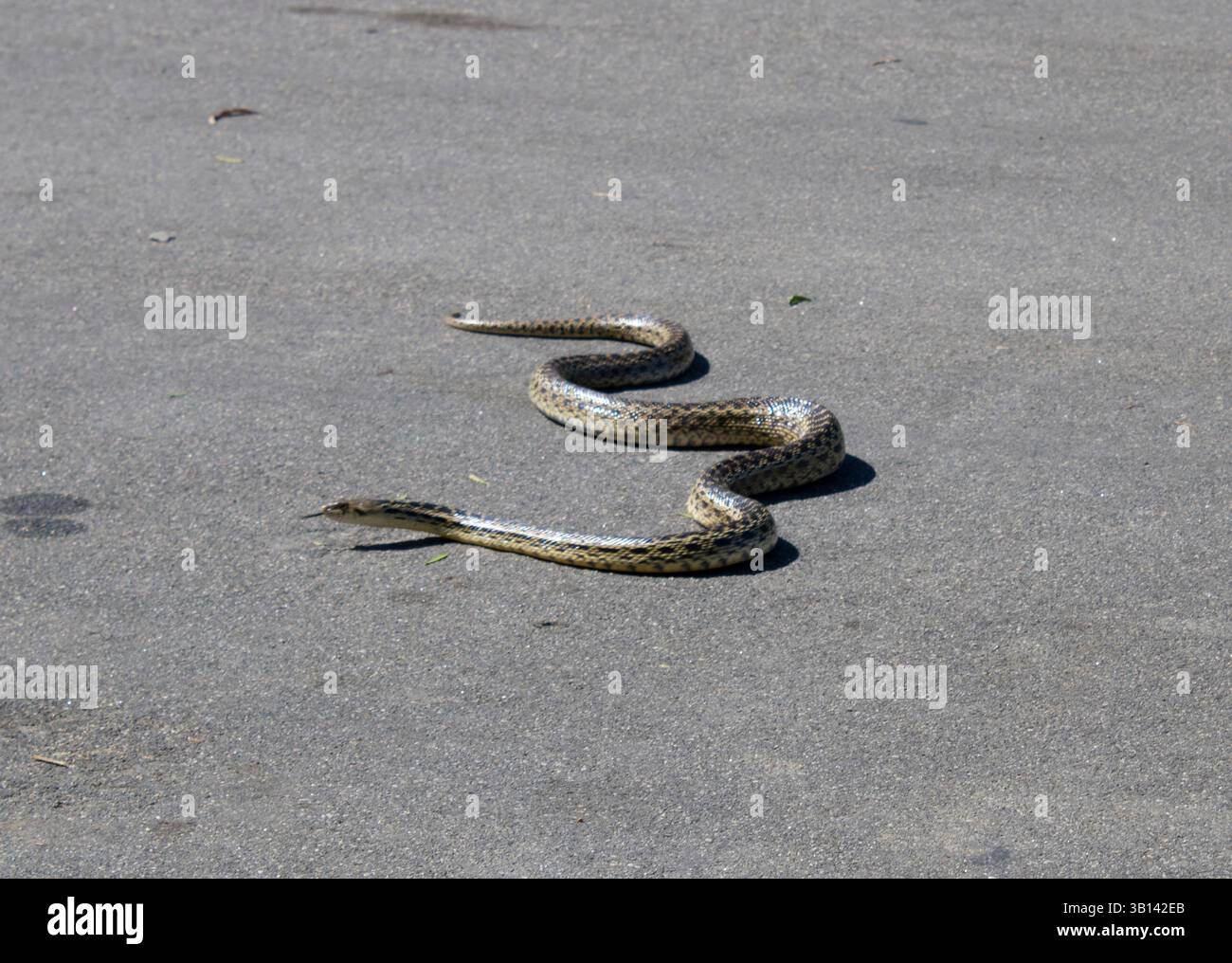 rattlesnake slithering along pavement road Stock Photo - Alamy