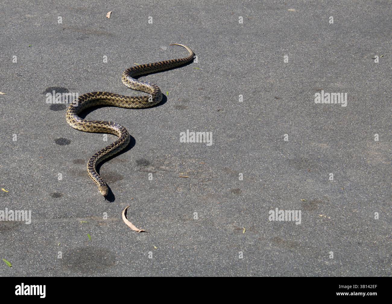 rattlesnake slithering along pavement road Stock Photo - Alamy