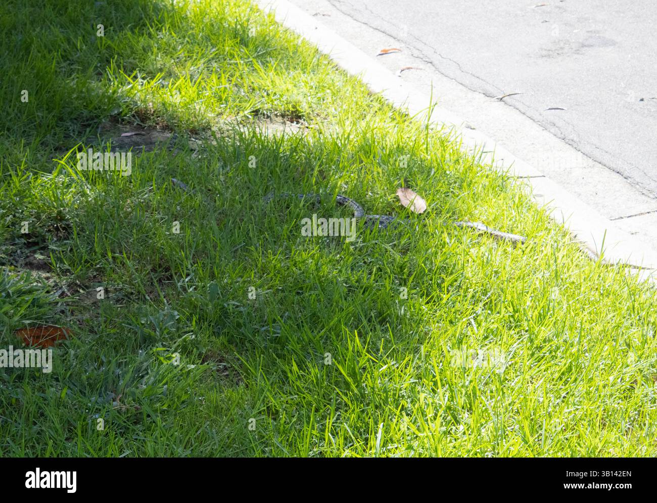 rattlesnake slithering along pavement road Stock Photo - Alamy