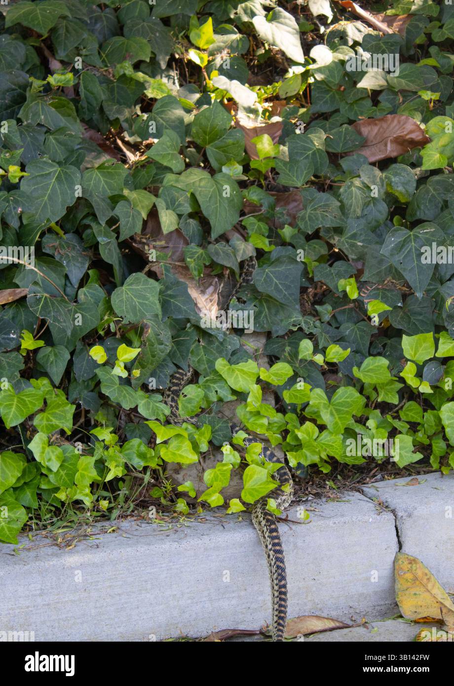 rattlesnake slithering along pavement road Stock Photo - Alamy