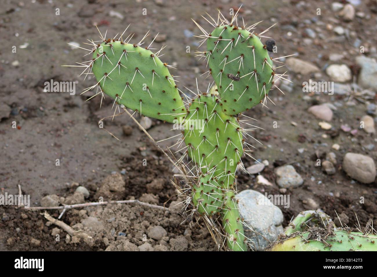 Prickly pear cactus texture hi-res stock photography and images - Alamy