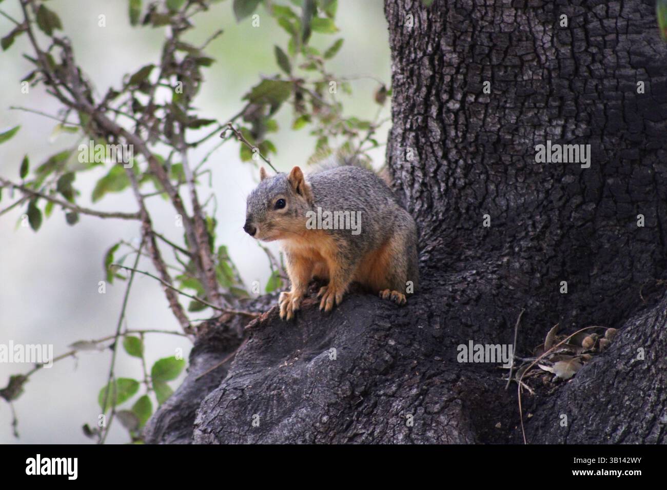 Squirrel silhouette on branch hi-res stock photography and images - Alamy