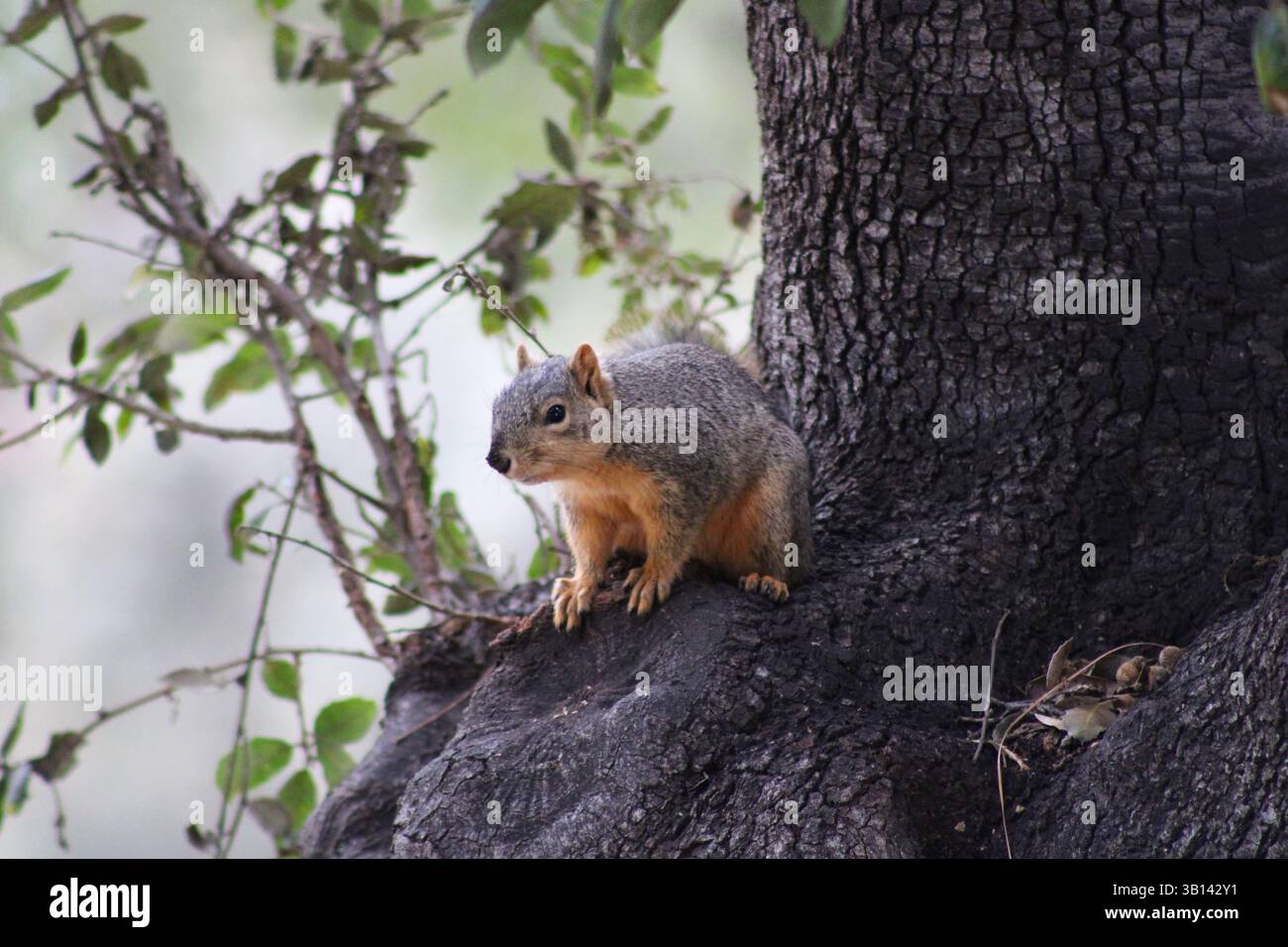 Squirrel silhouette on branch hi-res stock photography and images - Alamy