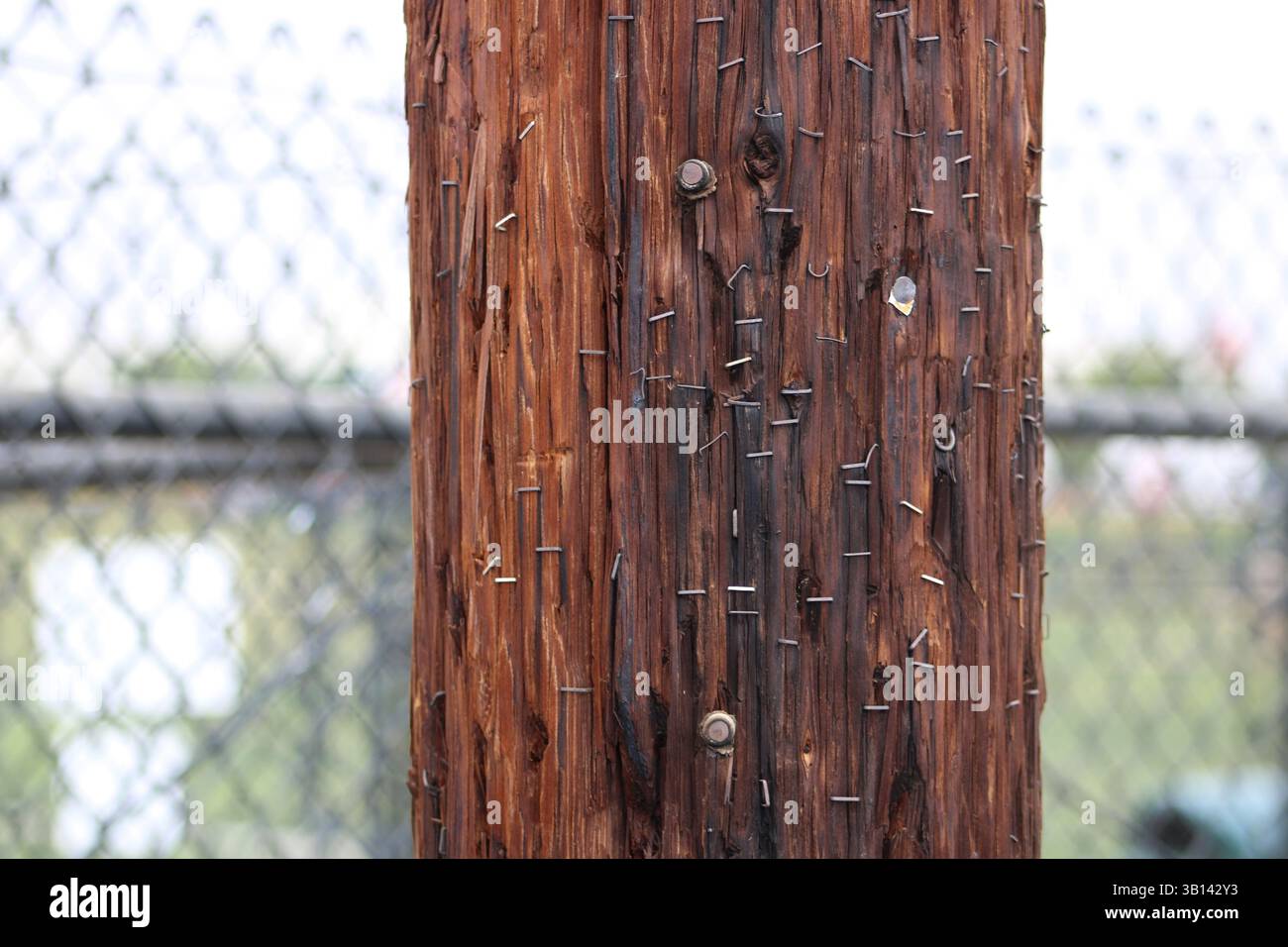 wood post with nails in it Stock Photo - Alamy