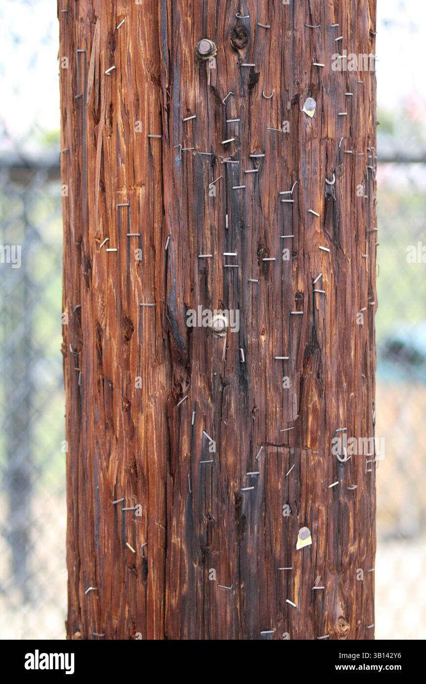 wood post with nails in it Stock Photo - Alamy