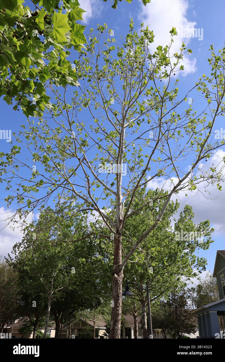 Thriving tree hi-res stock photography and images - Alamy