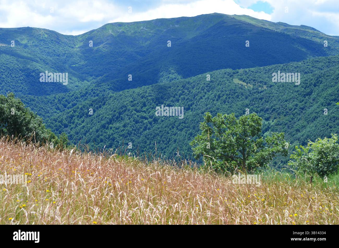 Deciduous forests in the Cantabrian Mountains range (Leon, Northern ...