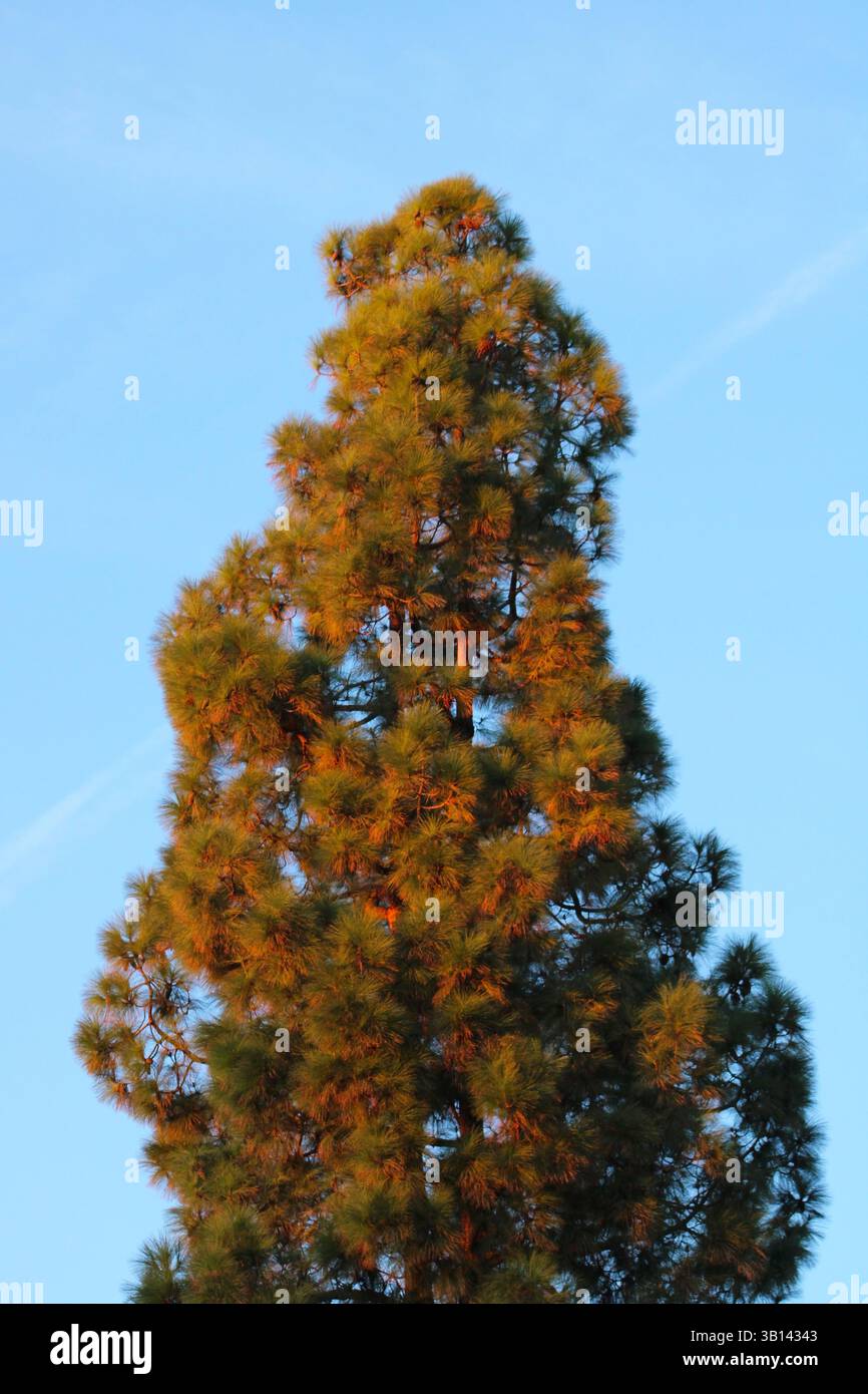 tall tree reaching up to blue sky Stock Photo - Alamy