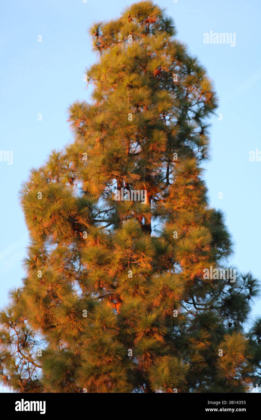 tall tree reaching up to blue sky Stock Photo - Alamy