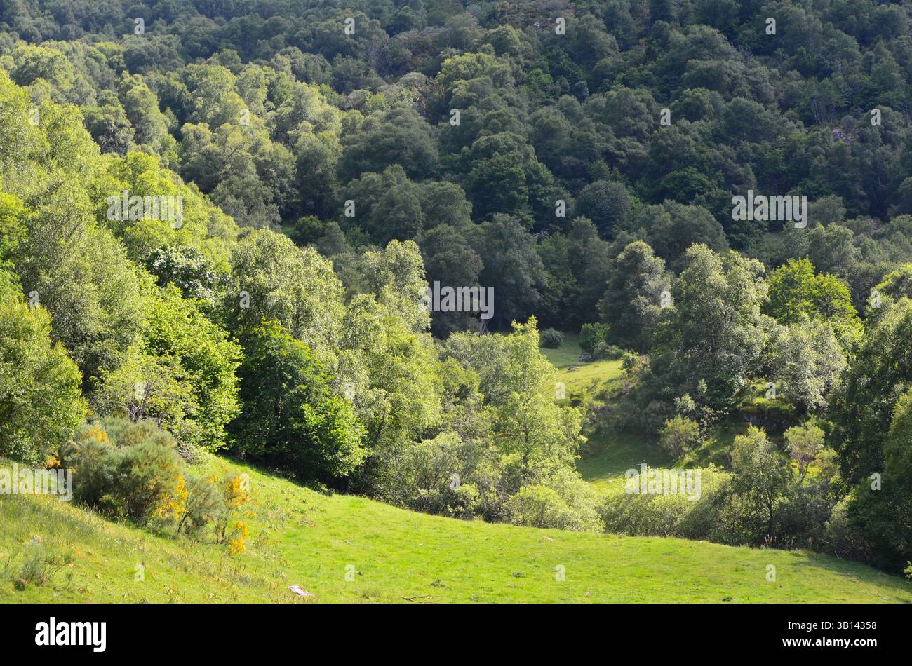 Deciduous forests in the Cantabrian Mountains range (Leon, Northern ...