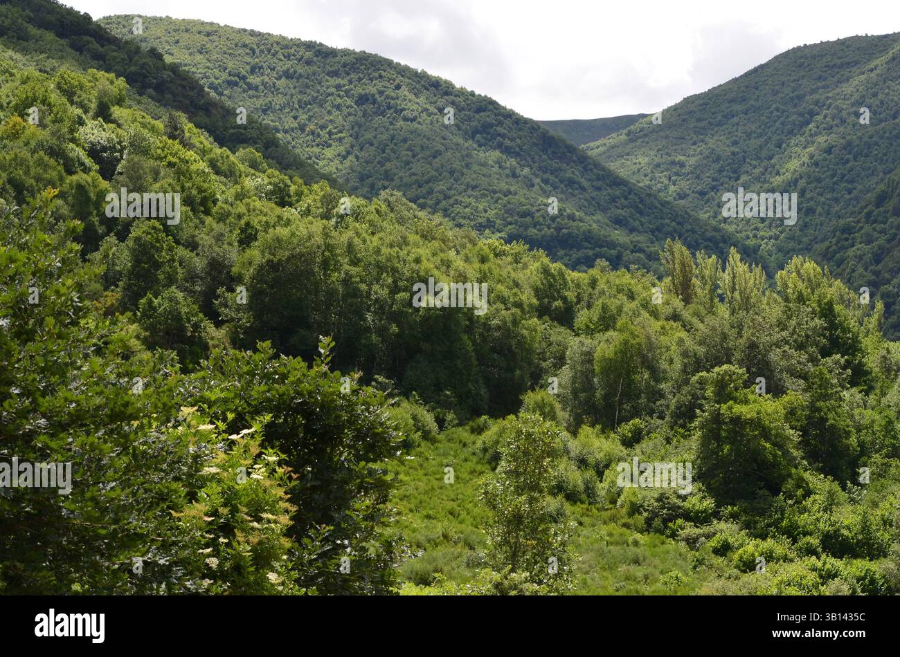 Deciduous forests in the Cantabrian Mountains range (Leon, Northern ...