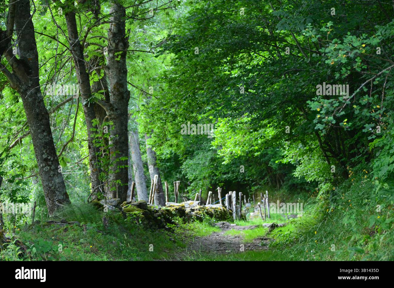 Deciduous forests in the Cantabrian Mountains range (Leon, Northern ...