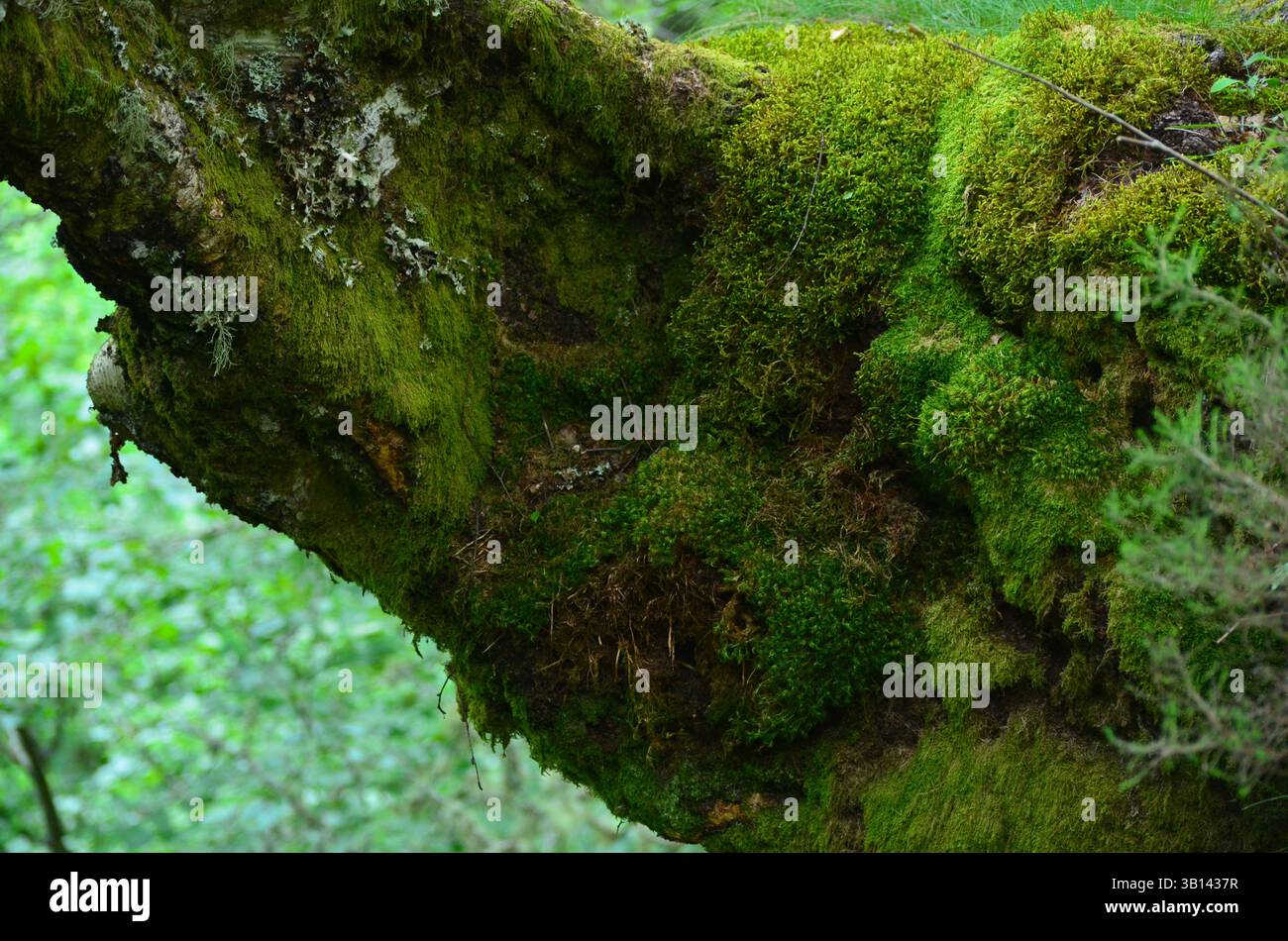 Deciduous forests in the Cantabrian Mountains range (Leon, Northern ...