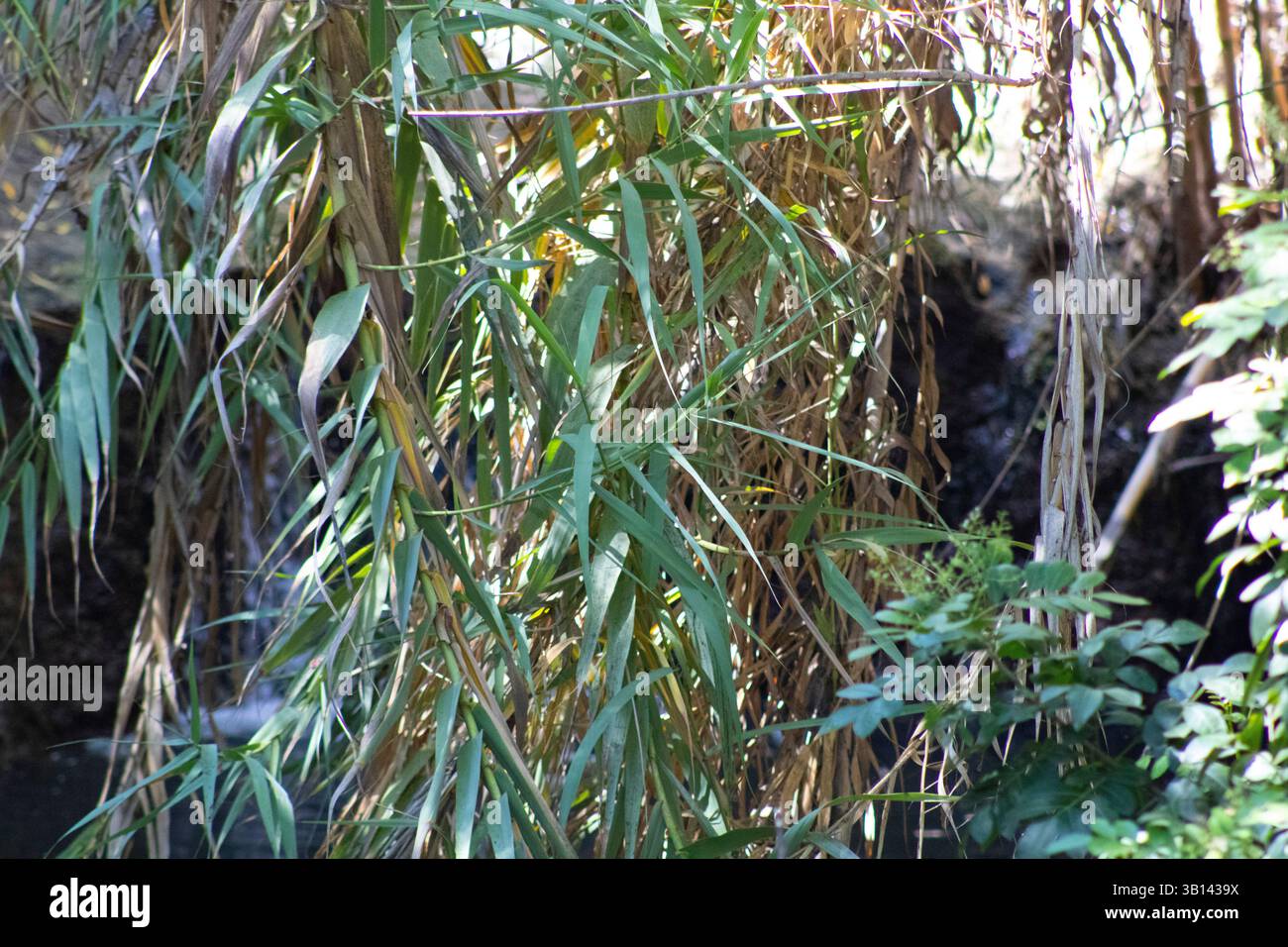 Lush tropical leaves on hi-res stock photography and images - Alamy