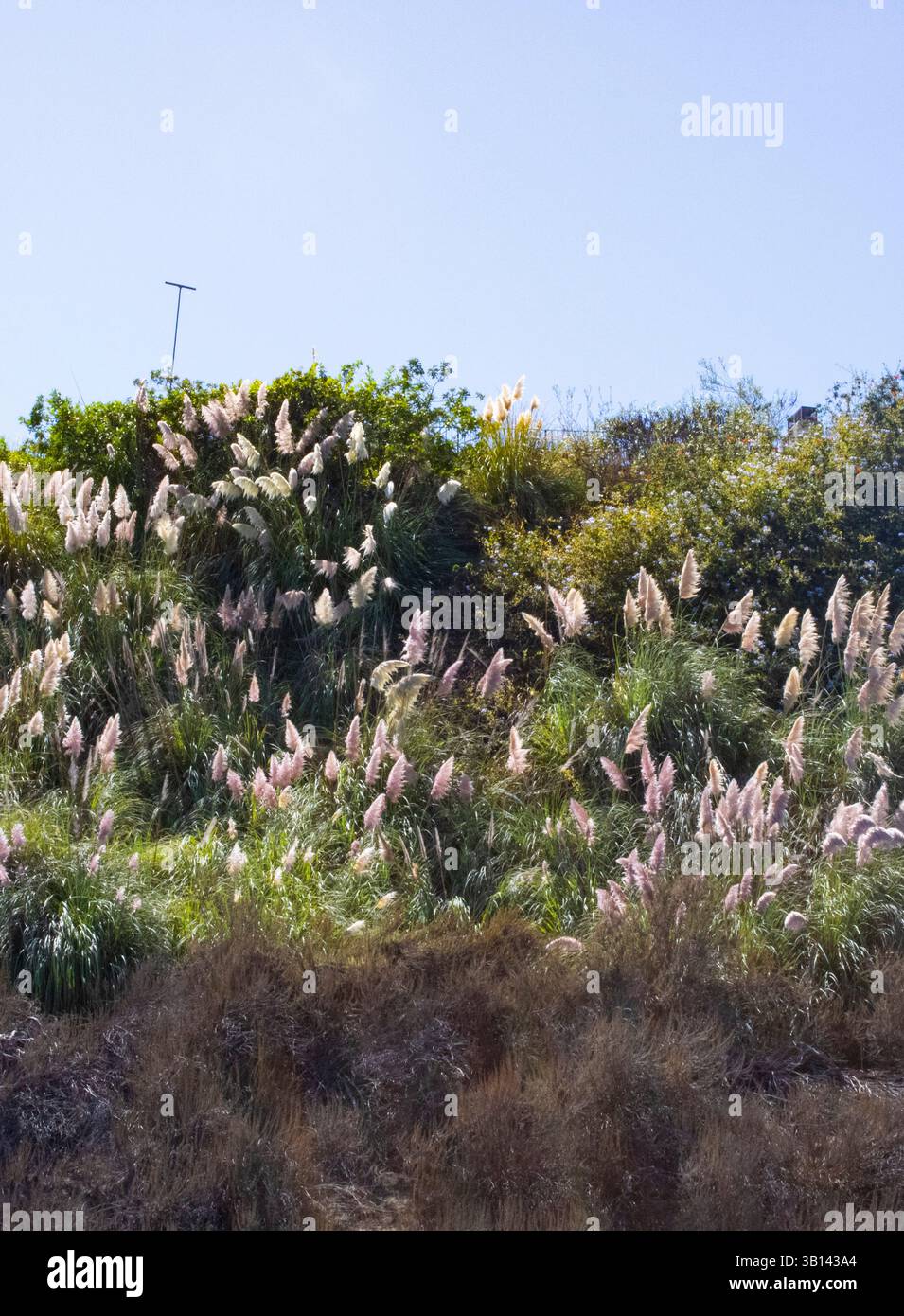 Hillside wild growth hi-res stock photography and images - Alamy