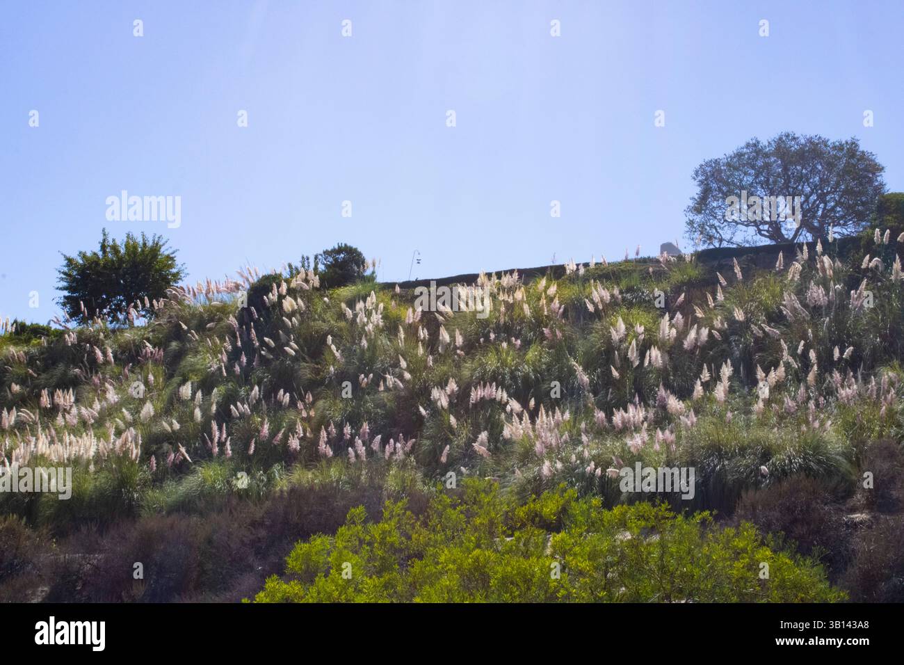 Wild plants green outdoor hi-res stock photography and images - Alamy