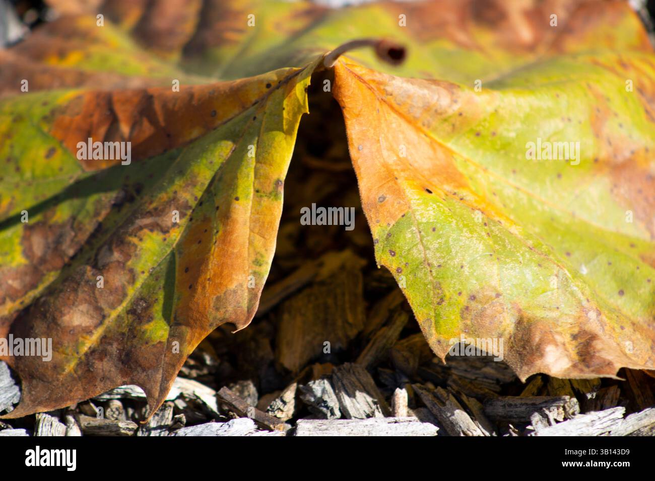 large leaf in shape of tent Stock Photo - Alamy