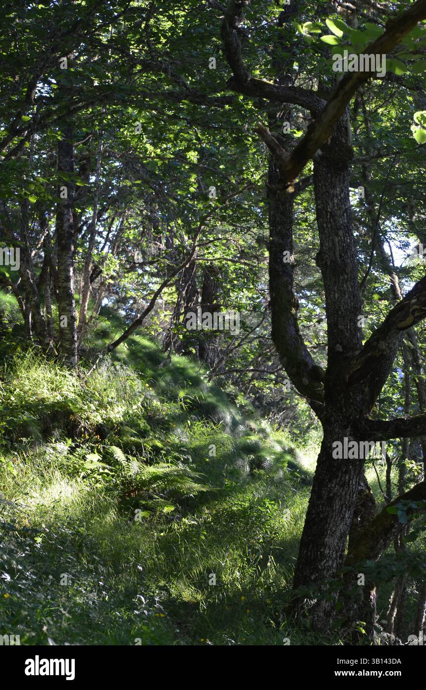 Deciduous forests in the Cantabrian Mountains range (Leon, Northern ...