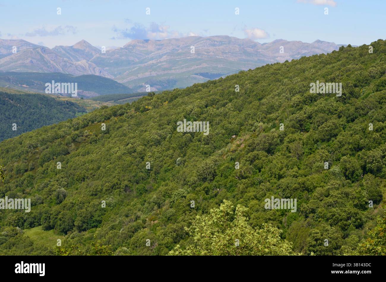 Deciduous forests in the Cantabrian Mountains range (Leon, Northern ...