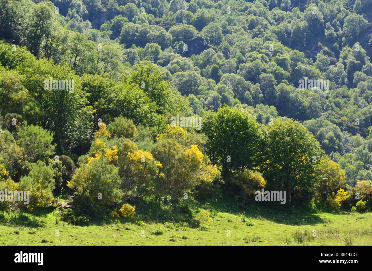 Deciduous forests in the Cantabrian Mountains range (Leon, Northern ...