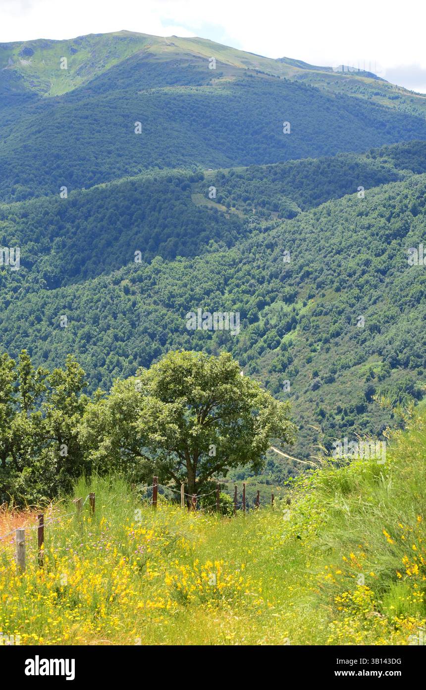 Deciduous forests in the Cantabrian Mountains range (Leon, Northern ...