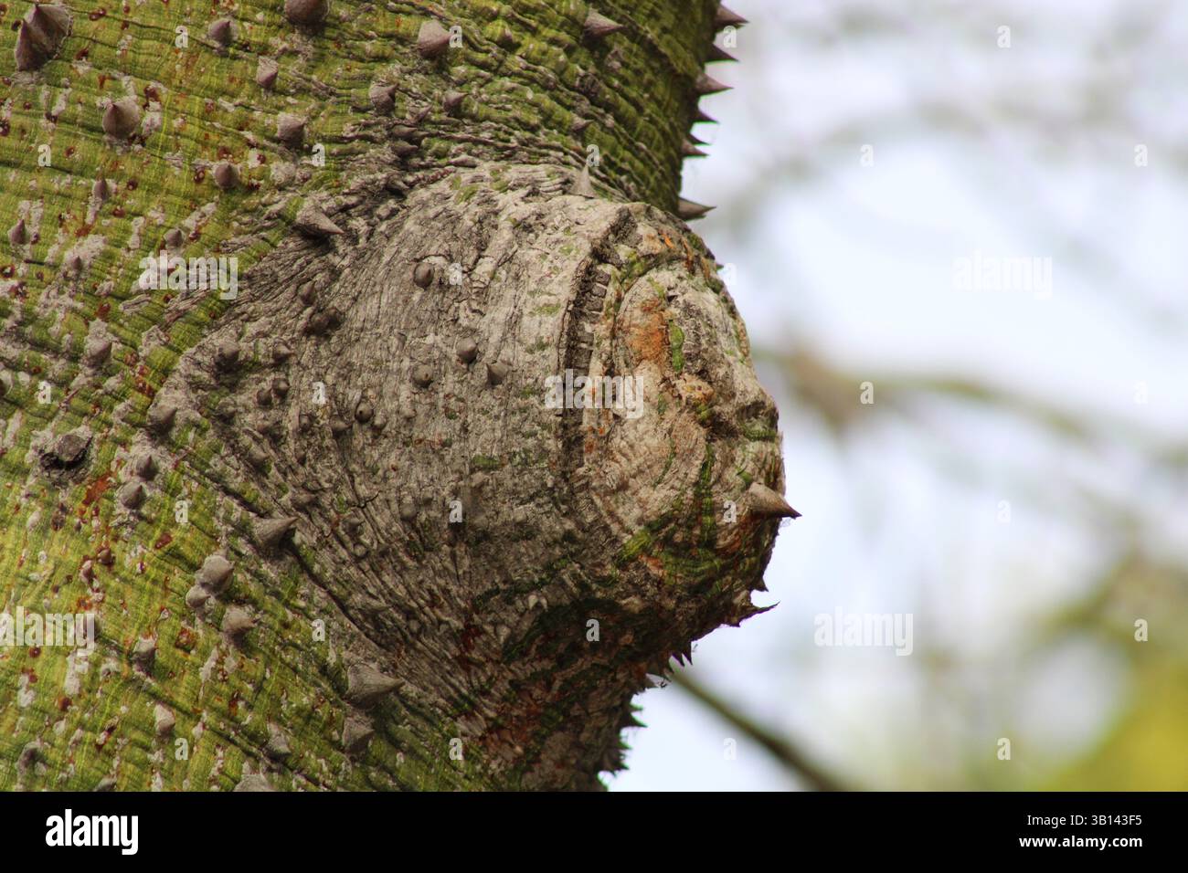 Tree bark covered in hi-res stock photography and images - Alamy