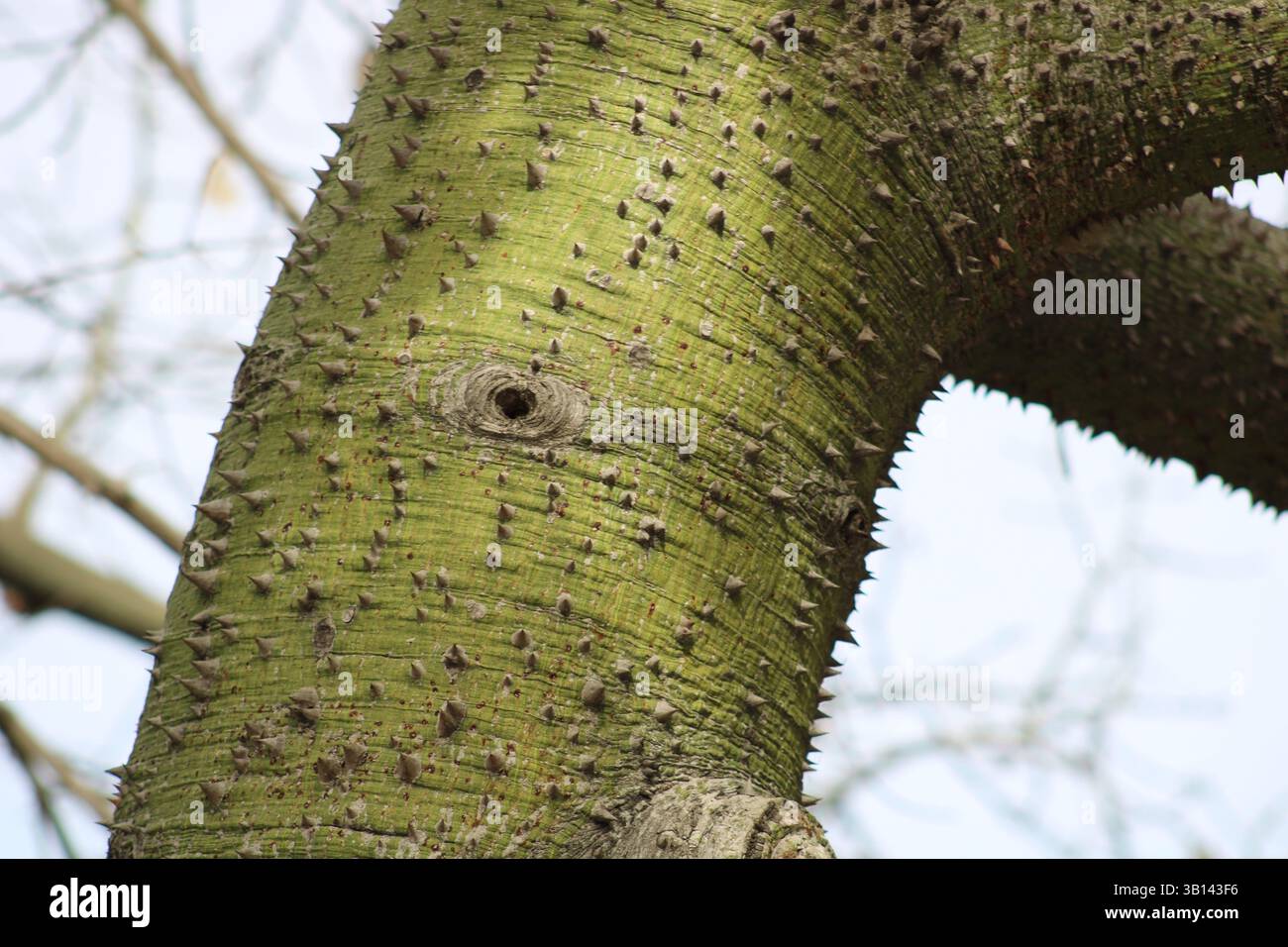 Tree bark covered in hi-res stock photography and images - Alamy