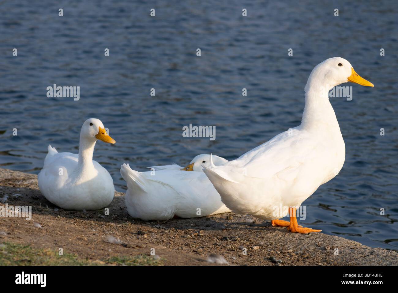 group of white ducks by waterside Stock Photo - Alamy