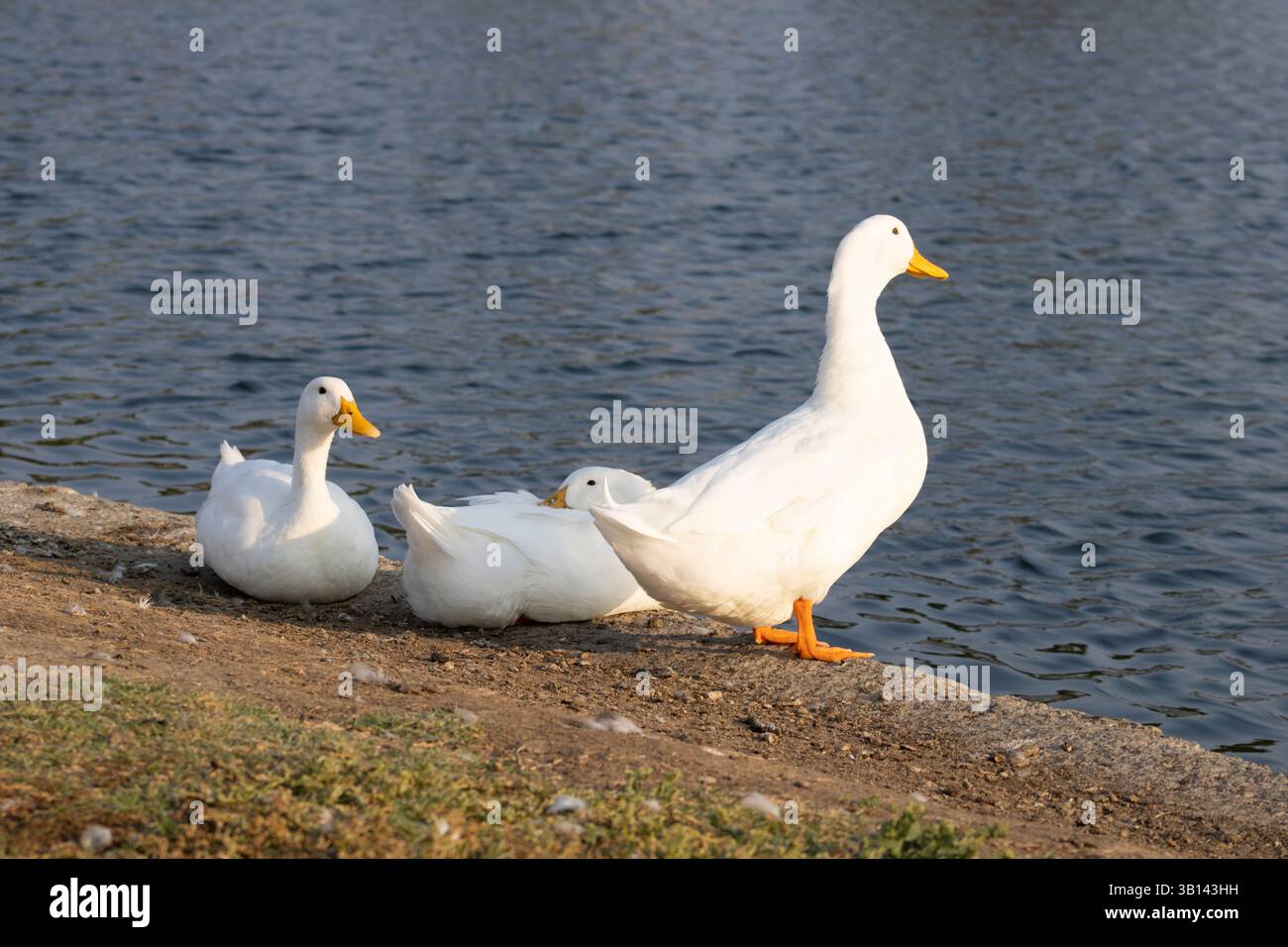 Flock ducks in water pond hi-res stock photography and images - Alamy