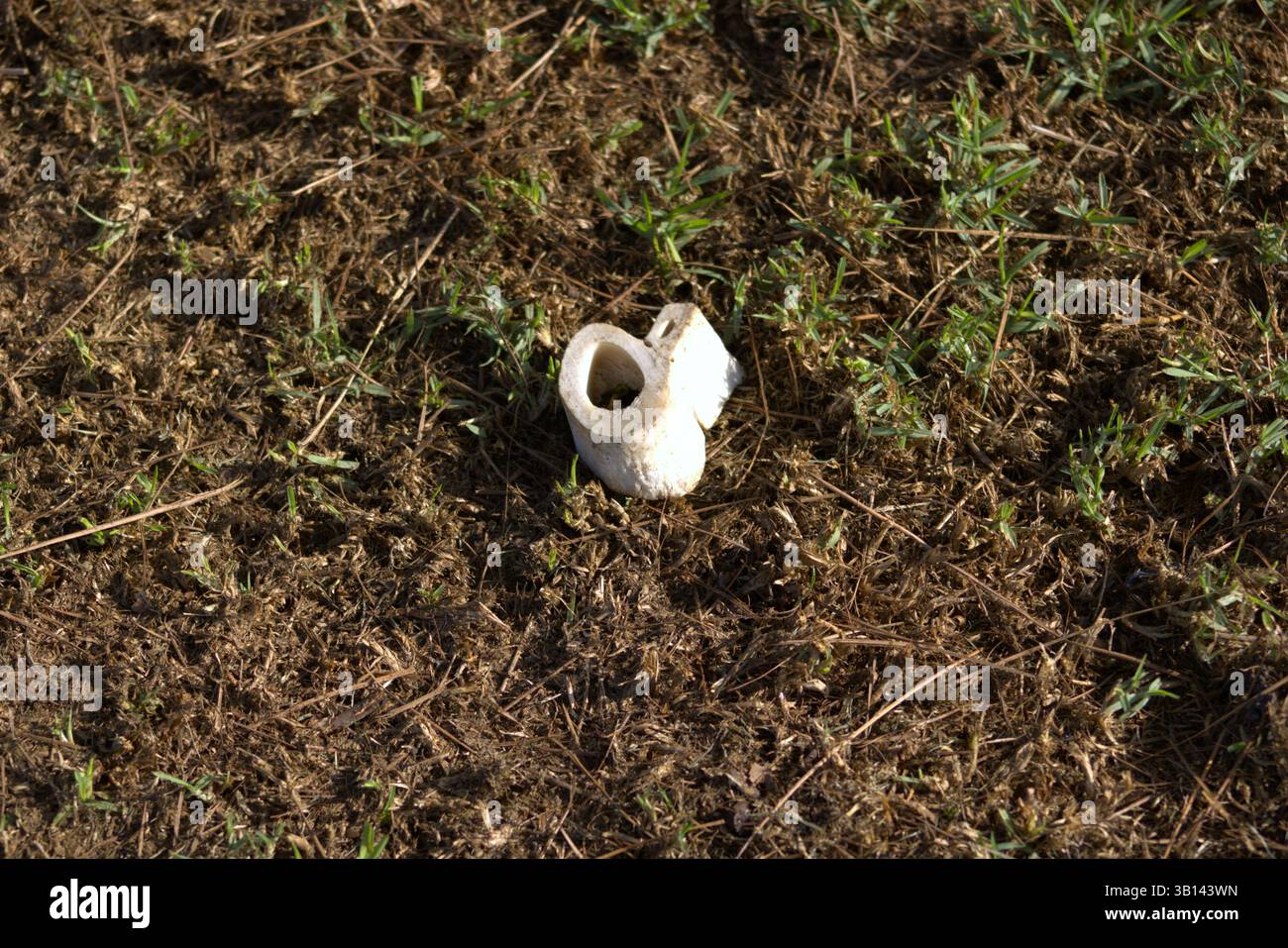 Weird fungi shape hi-res stock photography and images - Alamy