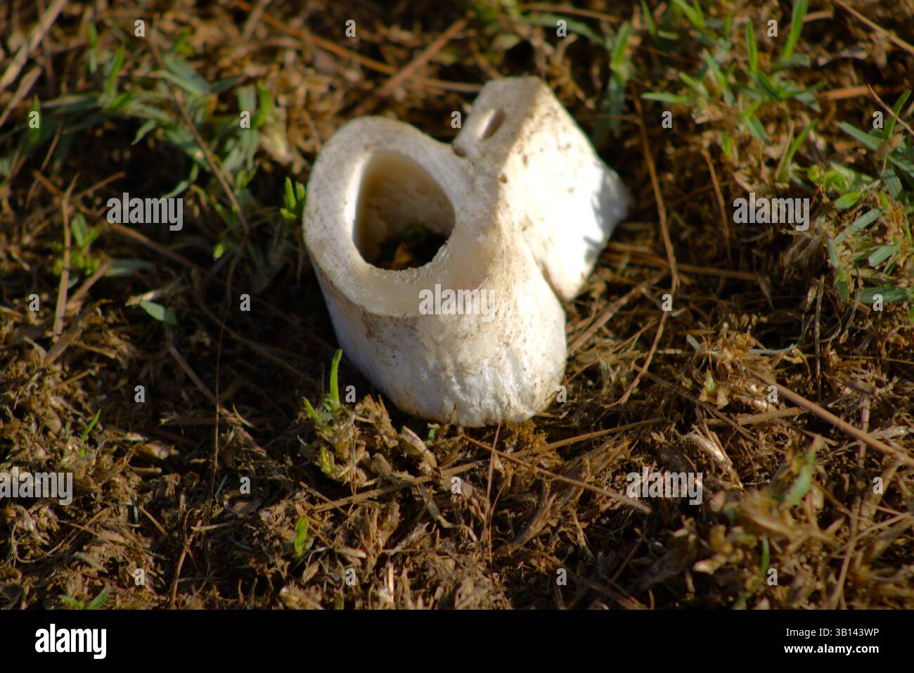 Weird fungi shape hi-res stock photography and images - Alamy