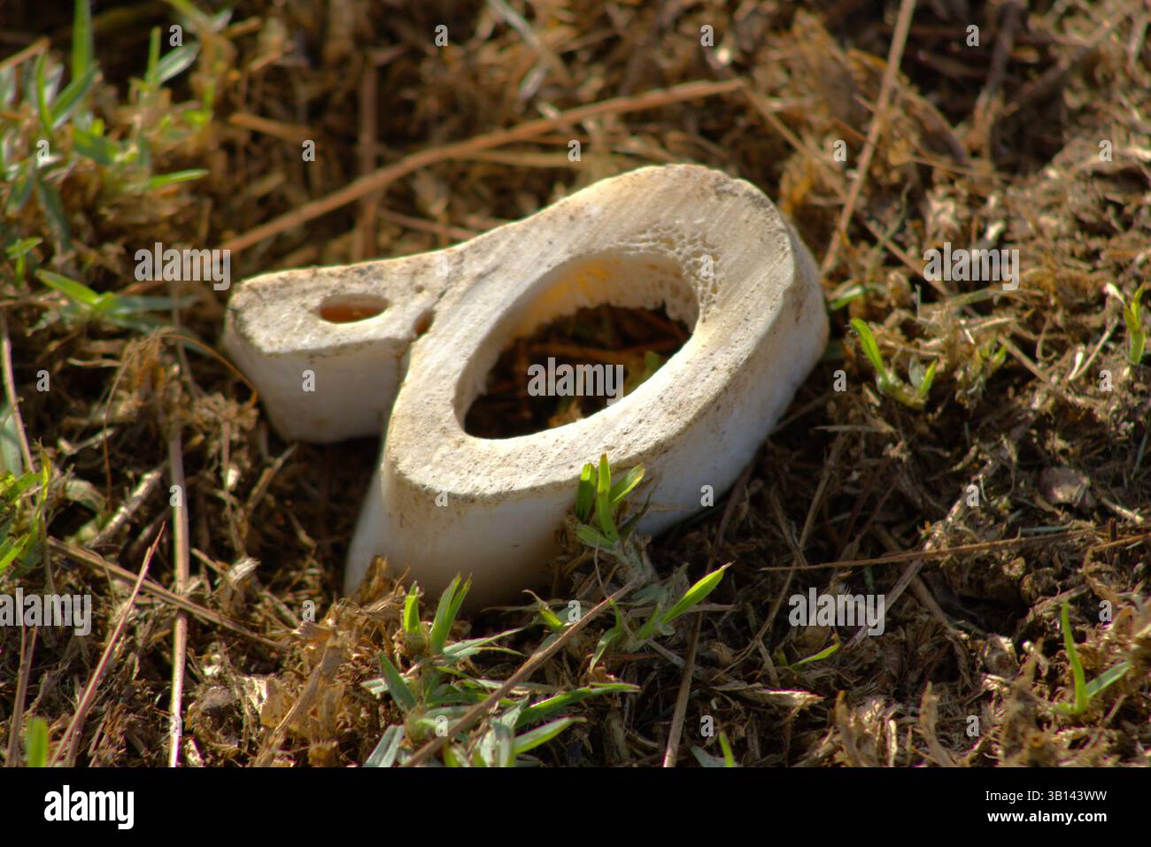 Weird fungi shape hi-res stock photography and images - Alamy